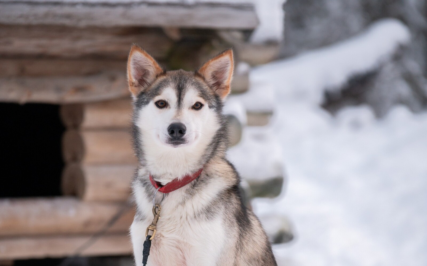 Tiket Local Husky Experience with Sled Ride and Photographer Harga ...