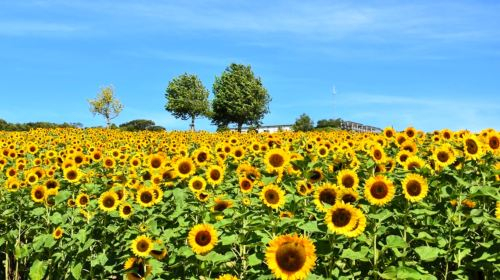 Tiket One Day tour to Naruto Whirlpool on Awaji Island Harga Promo ...
