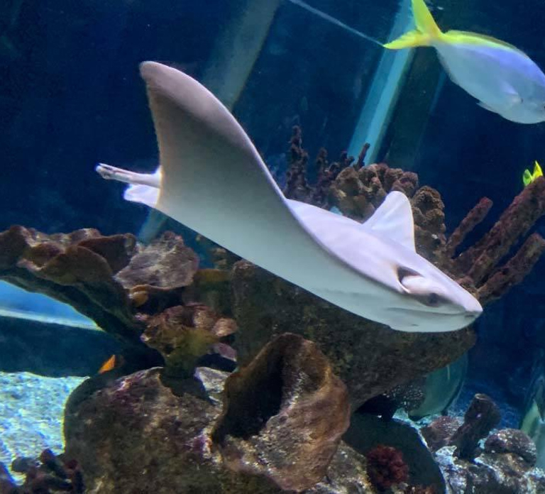 Get Ticket SEA LIFE Paris: Admission Ticket Promo Prices - tiket.com