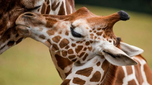 Tiket Montgomery Zoo & Mann Wildlife Learning Museum Harga Promo ...