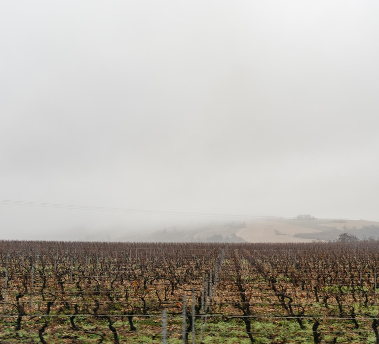 Tiket From Paris: Burgundy Region Winery Tour with Tastings Harga Promo ...