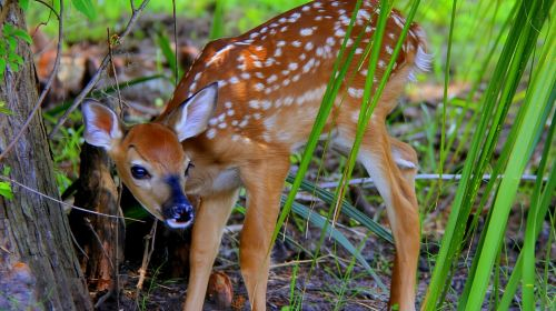 Tiket Orlando: Wild Florida Park Ticket and Gator Shows Day Tours Harga ...
