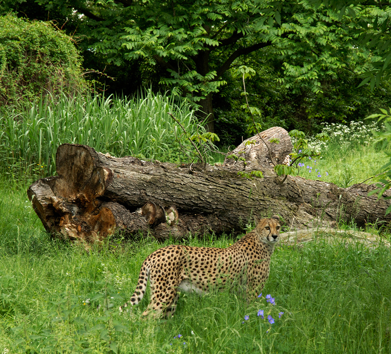 Tiket Cologne: Cologne Zoo and Aquarium Entry Ticket Harga Promo ...