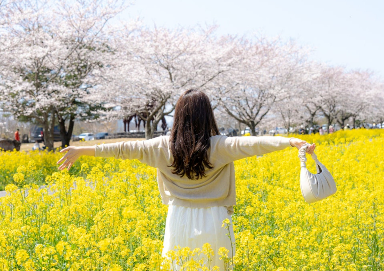 Tiket Jeju Spring Blossom Tour | Instagrammable Photo Spots Harga Promo ...