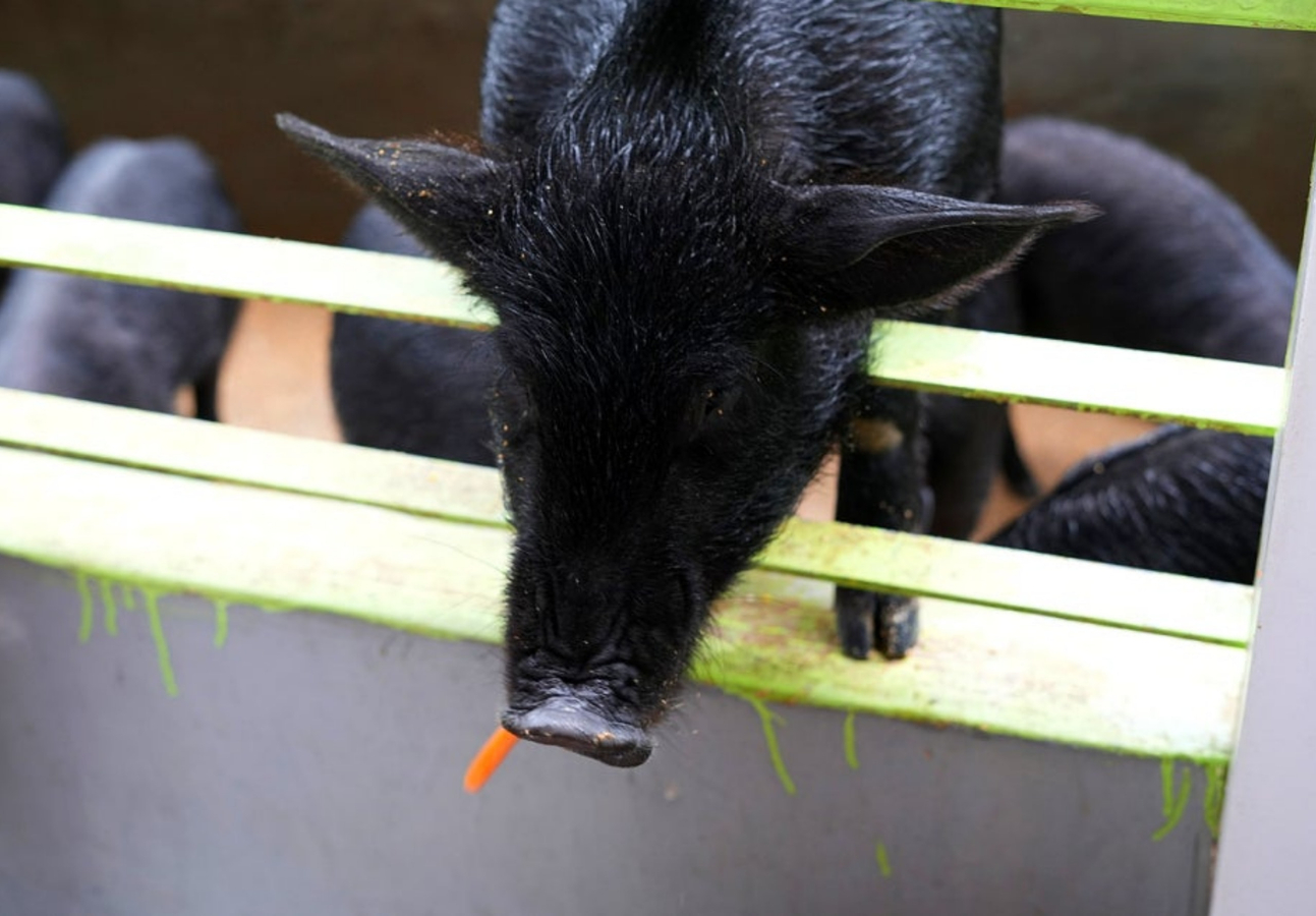 Tiket Jeju Spring Blossom Tour | Instagrammable Photo Spots Harga Promo ...