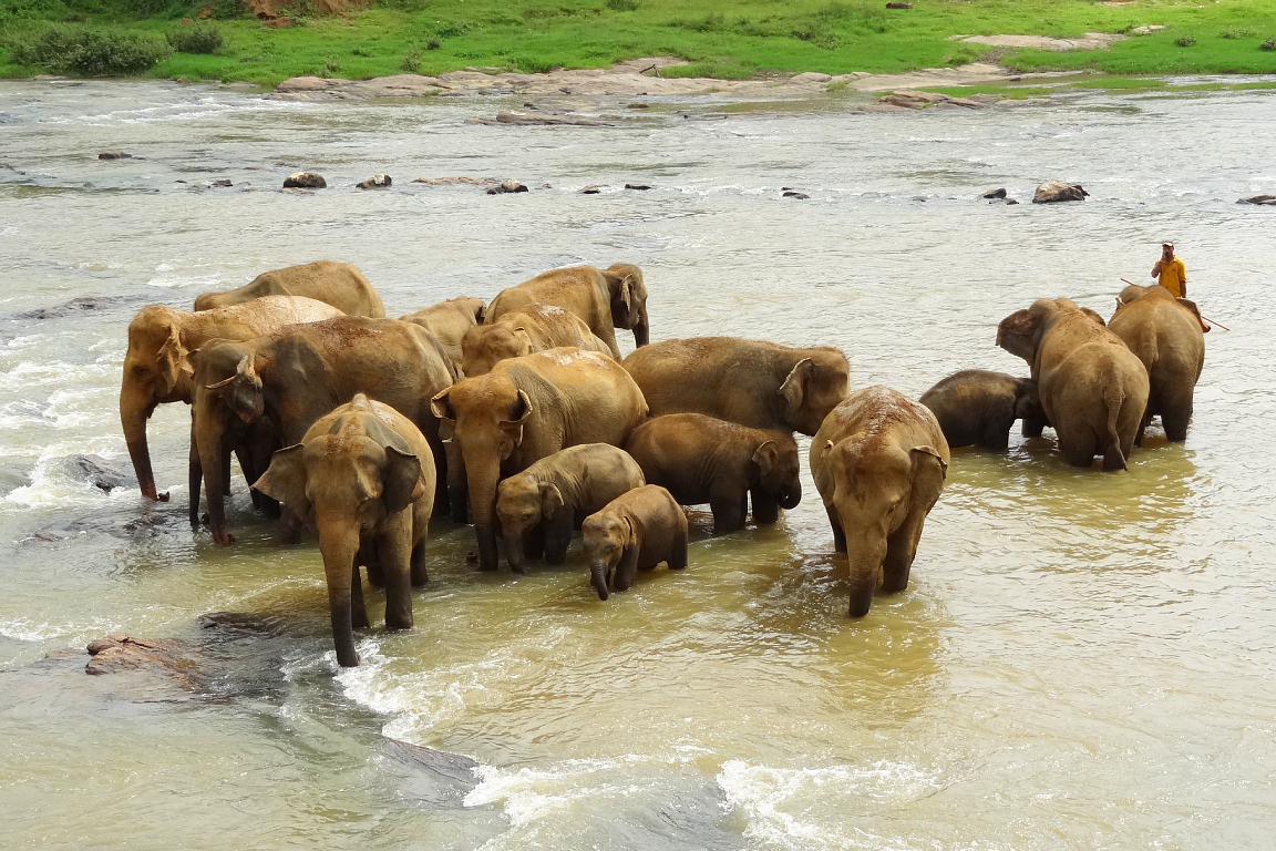 Pinnawala Elephant Orphanage Day Tour from Kandy 50% Off Entry Ticket Price