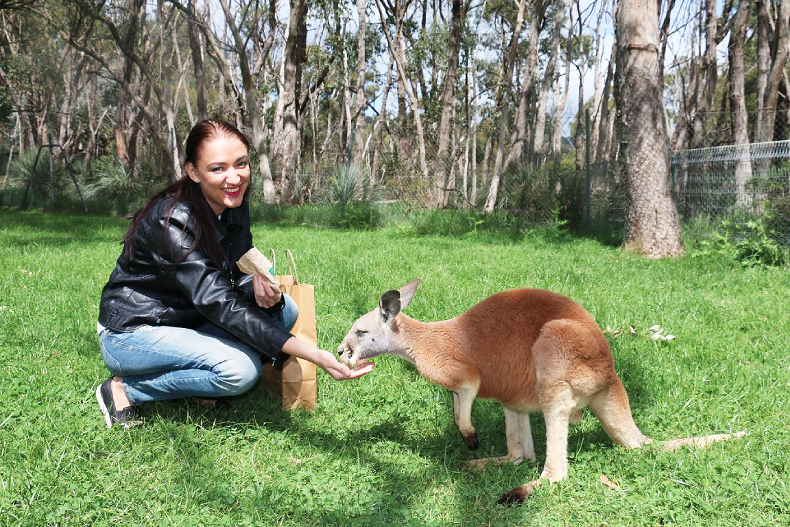 Cleland Wildlife Park Self Guided Tour from Adelaide 50% Off Tour Package
