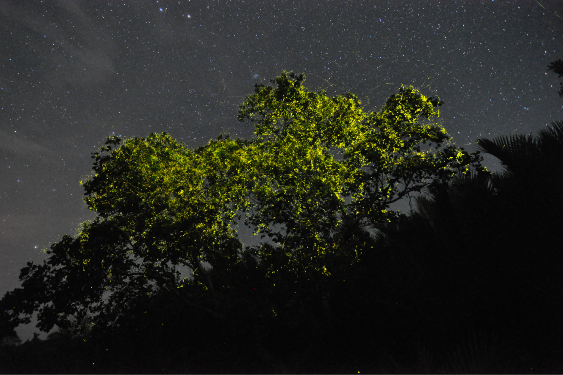 Firefly River Cruise Tour in Kota Tinggi Johor 50% Off Ticket Price