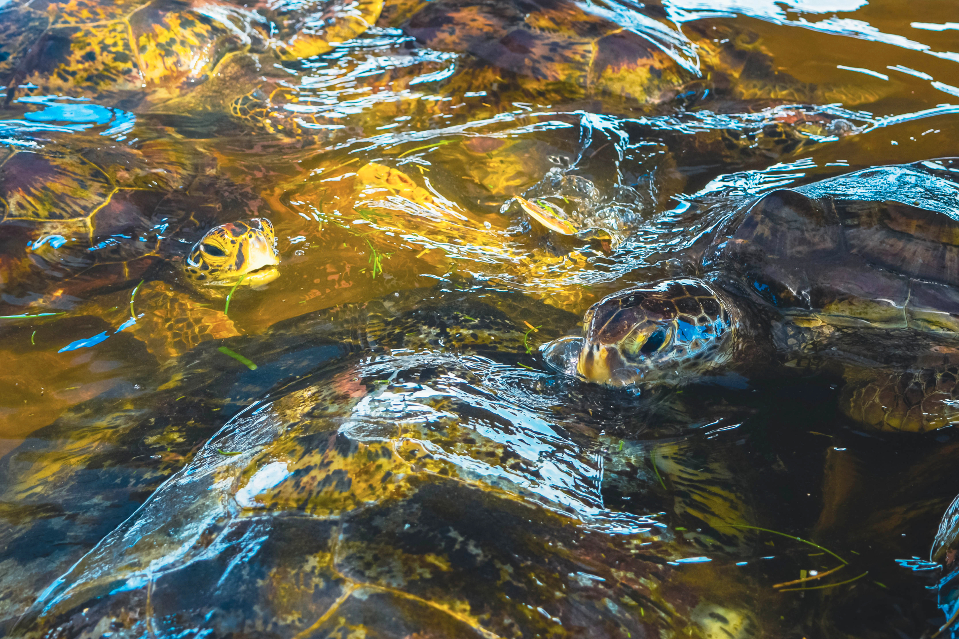 Turtle Island Tropical Snorkeling Mangrove Cruise Latest Promo Ticket ...