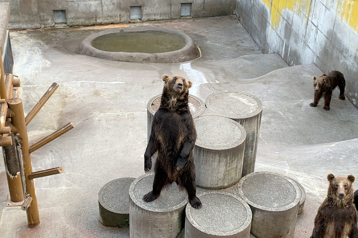 Tiket Showa Shinzan Bear Ranch Admission Ticket in Hokkaido Harga Promo ...