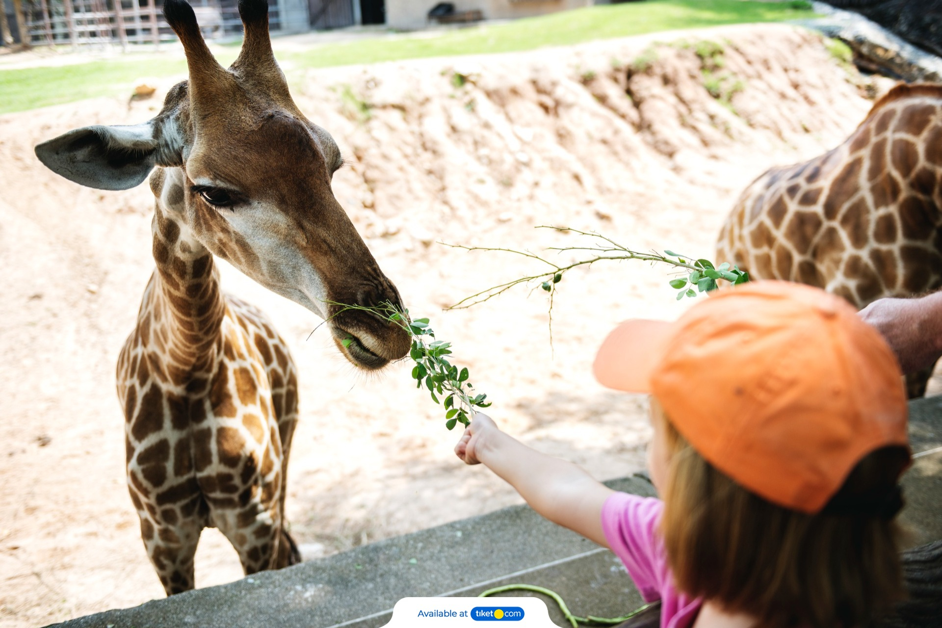 Zoo Miami Admission 50% Off Entry Ticket Price