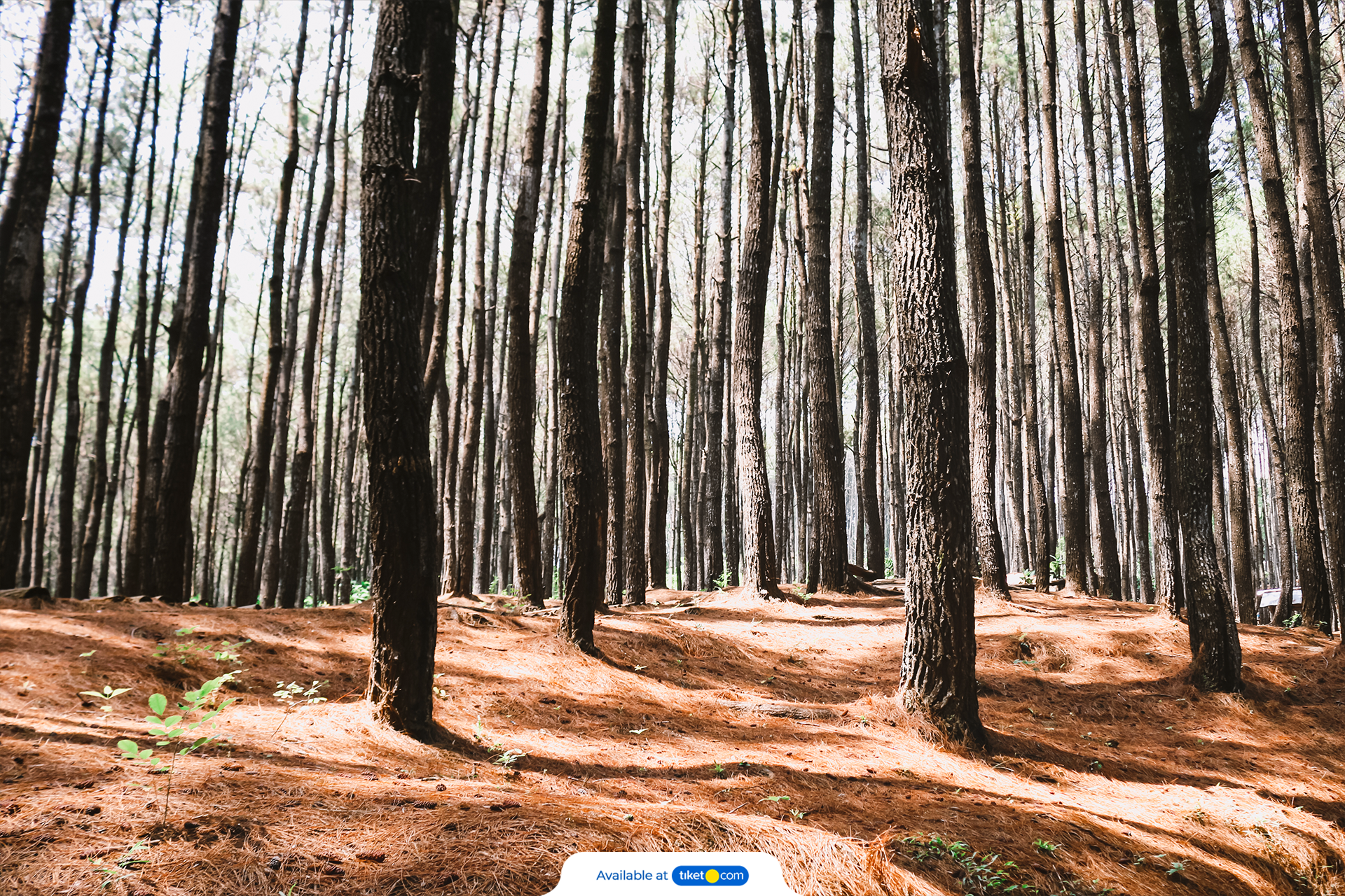 Paket Wisata Jogja One Day Hutan Pinus, Jeep Gumuk Pasir, dan Obelix ...