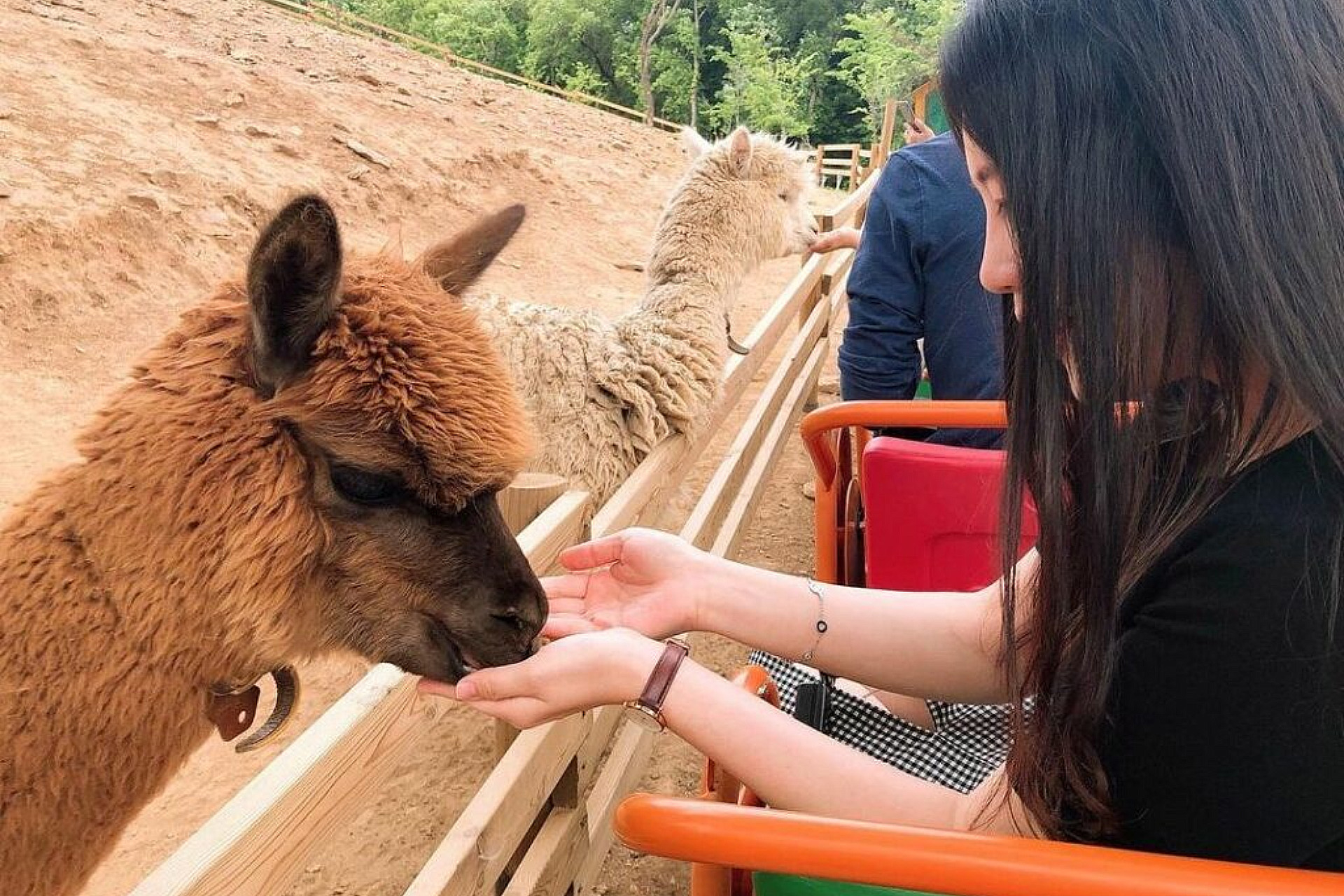 Tiket Skyward Serenity / Samaksan Cable Car / Nami Island Day Escape ...