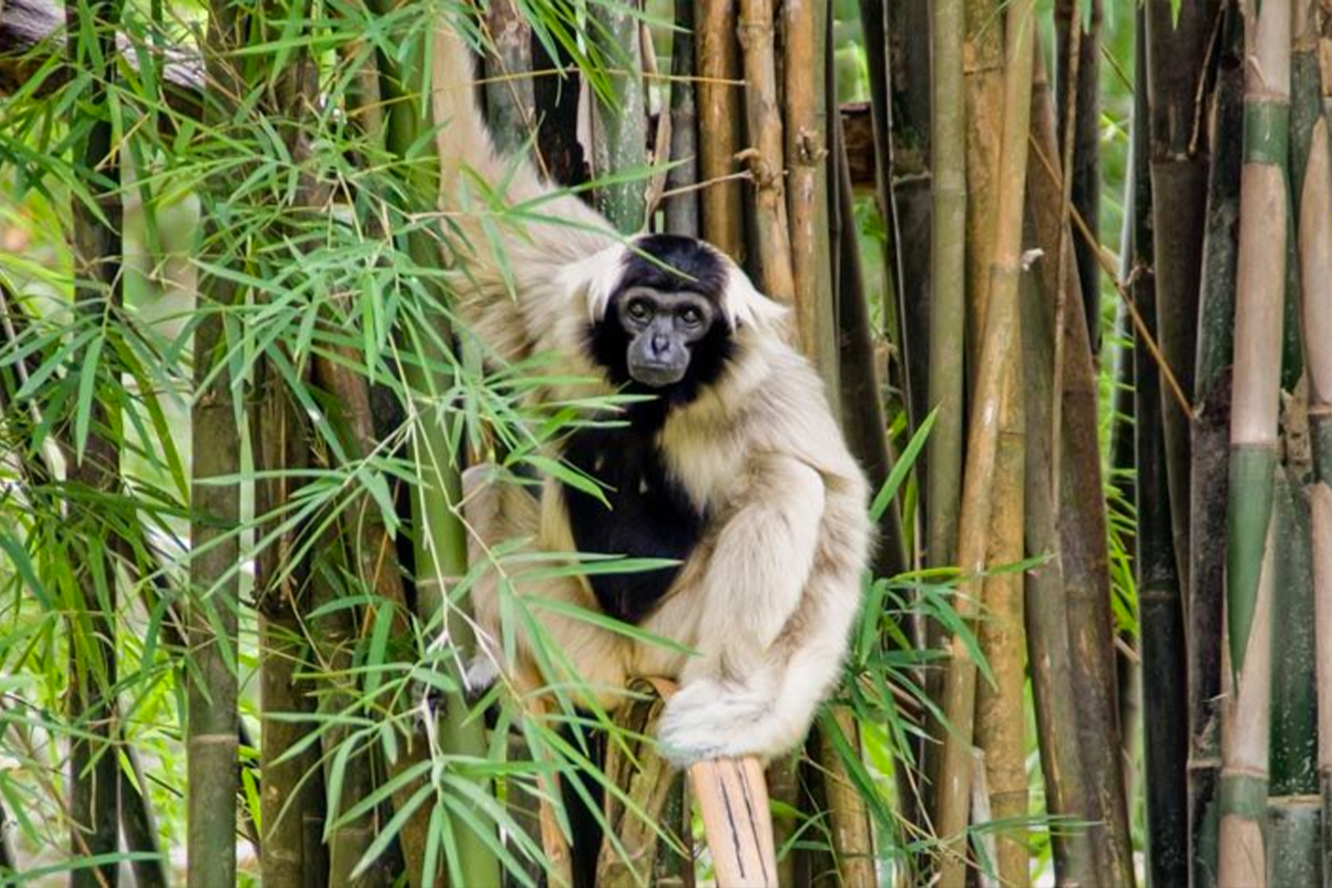 Tiket Khao Kheow Open Zoo - Harga Tiket Masuk Terbaru