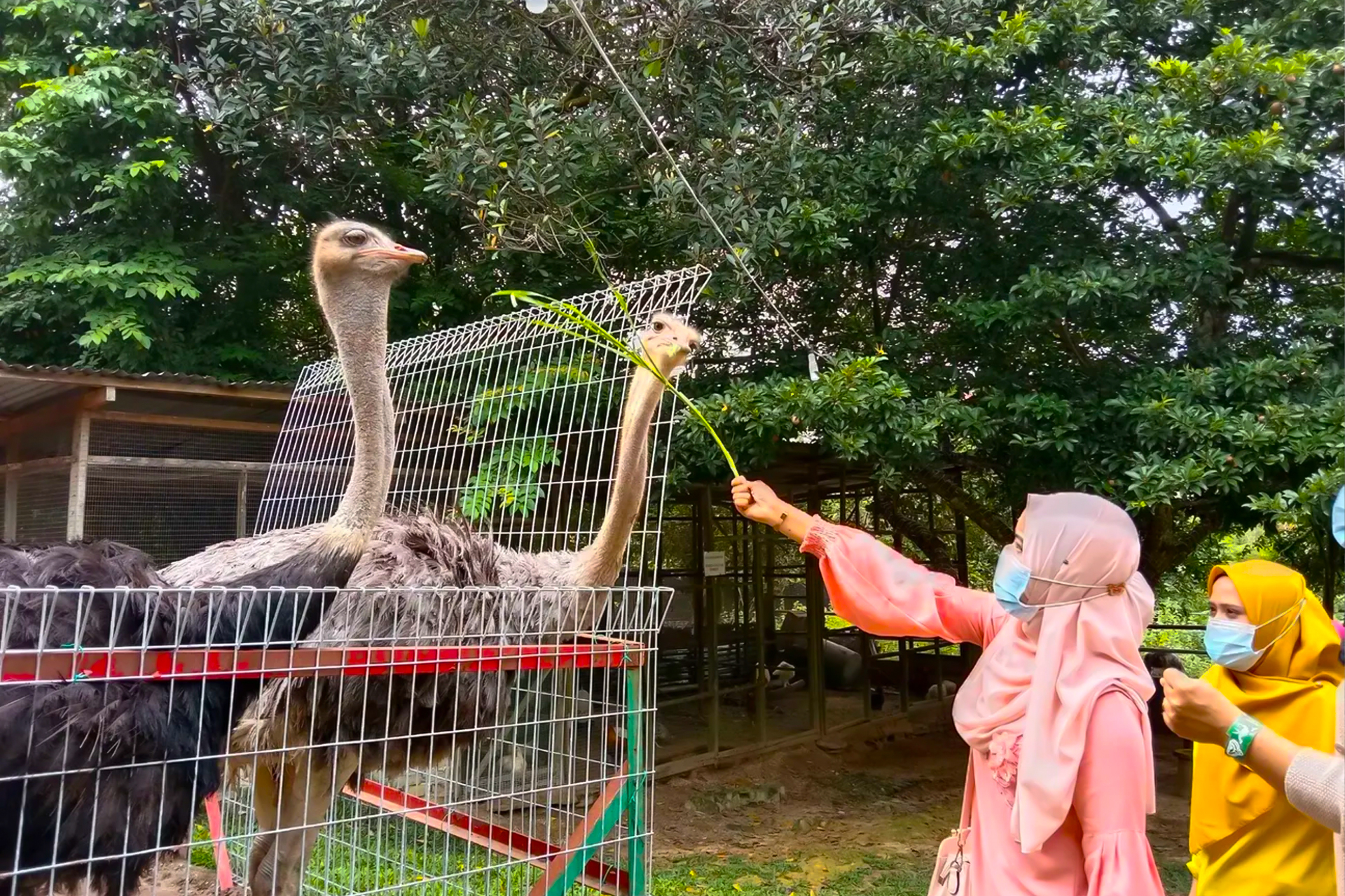 PD Ostrich Show Farm Ticket 50% Off Entry Ticket Price