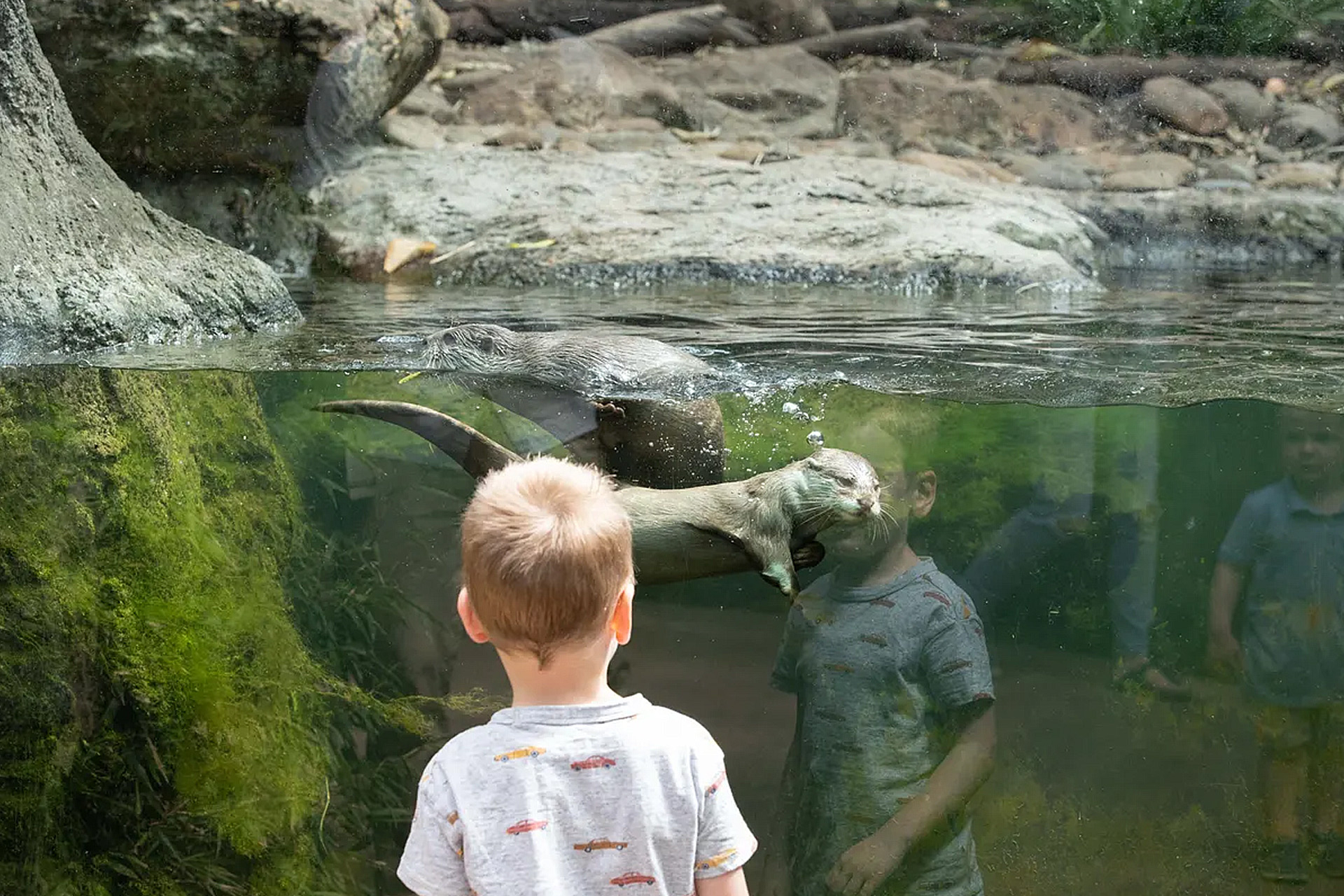 Buy Taronga Zoo Sydney Tickets with up to 30% Discount 🎟️
