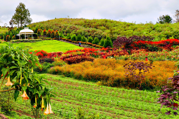Taman Bunga Berastagi - Perumperindo.co.id
