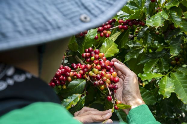 Tiket Desa Kopi Tour Education by Desa Bali Harga Promo - tiket.com