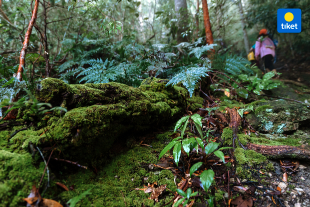 Trekking Gunung Putri by Highlight Tour and Travel Harga Promo - tiket.com