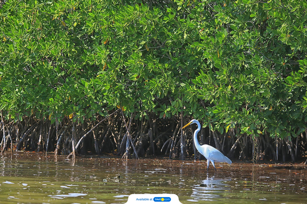 Tiket Sungai Lebam Nature River Cruise - Harga Promo tiket.com