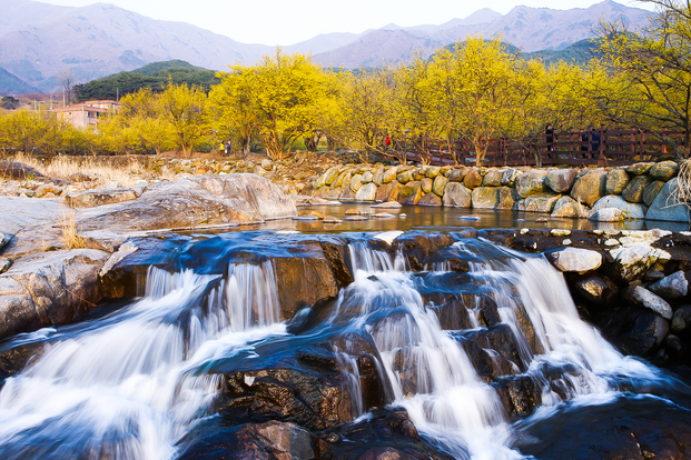 Tiket Gwang-yang Maehwa & Gurye Sansuyu Festival (From Busan) by ...