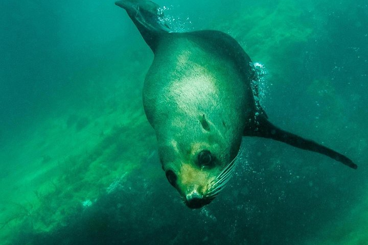 Kangaroo Island Ocean Safari - Snorkeling Safari Harga Tiket Promo ...