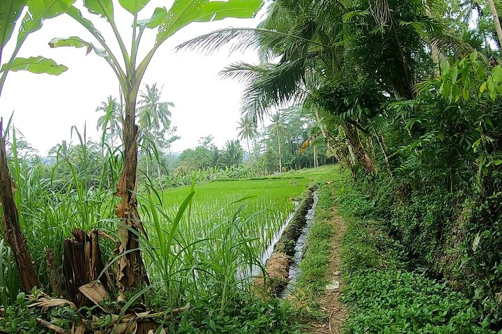 Hike through Java jungle and explore waterfalls, lakes and local ...