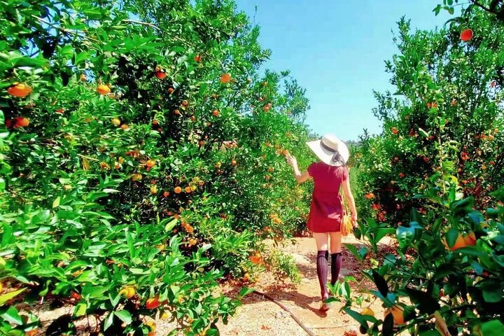 U-Pick - Tangerine and Lemon Picking at Sunmist Tangerine Farm Harga ...