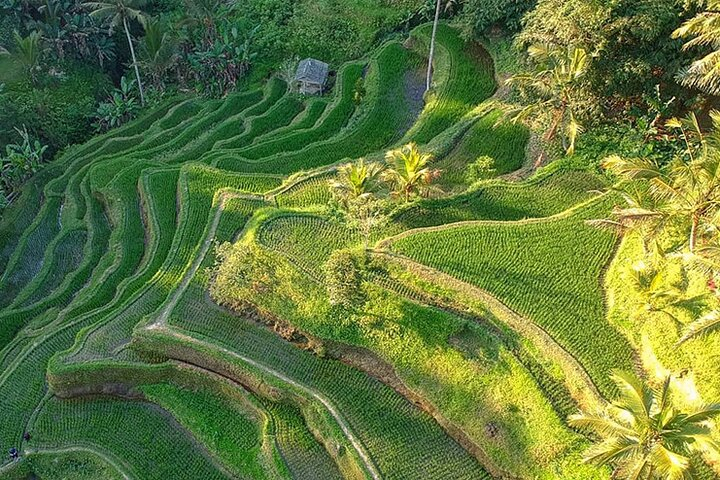 Tiket Best of Ubud: Rice Terrace, Temple and Waterfall Private Tour ...