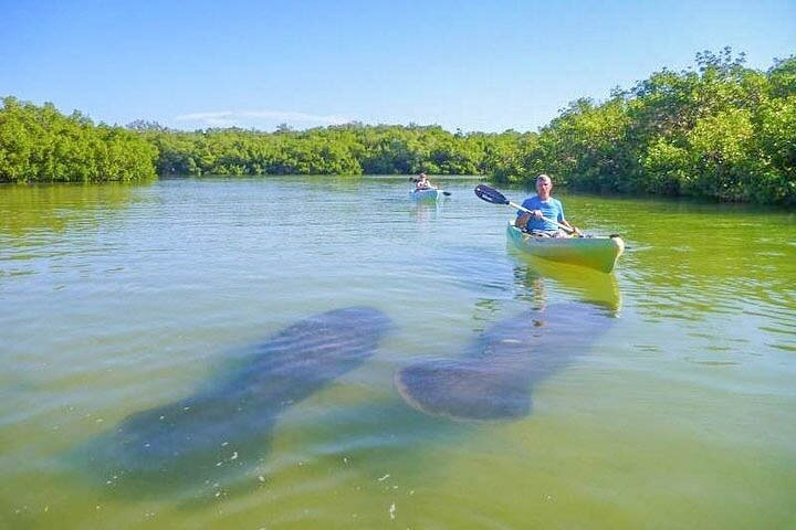 Island Mangrove Tour by CLEAR Kayak and Paddleboard - Bonita Springs ...