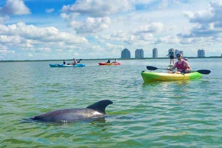 Island Mangrove Tour by CLEAR Kayak and Paddleboard - Bonita Springs ...