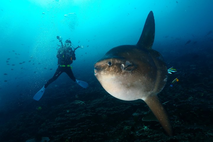 Tiket Nusa Penida Day Trip for 3 dives Harga Promo - tiket.com