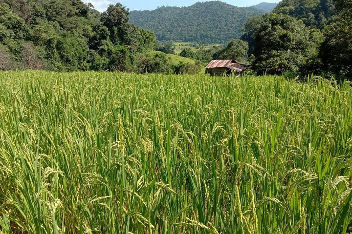 Tiket Morning Hiking Doi Inthanon Plus Pachor the Grand Canyon - Harga ...