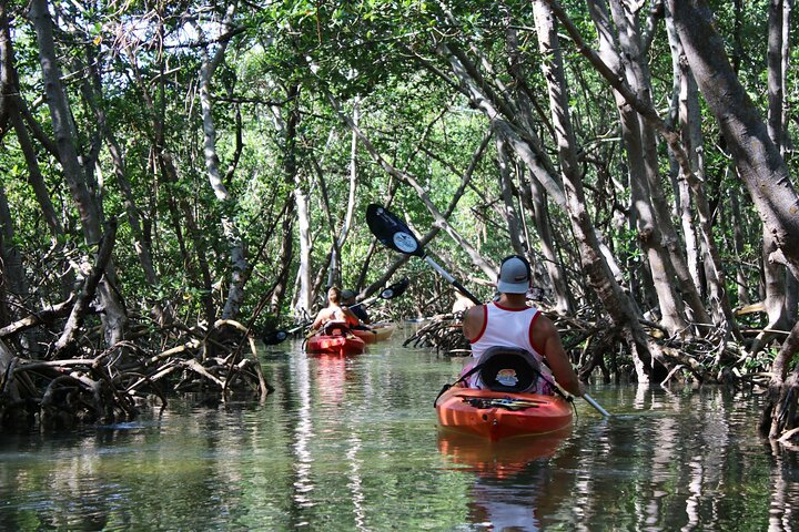 Lido Key Mangrove Tunnels Kayak Tour Harga Tiket Promo - tiket.com