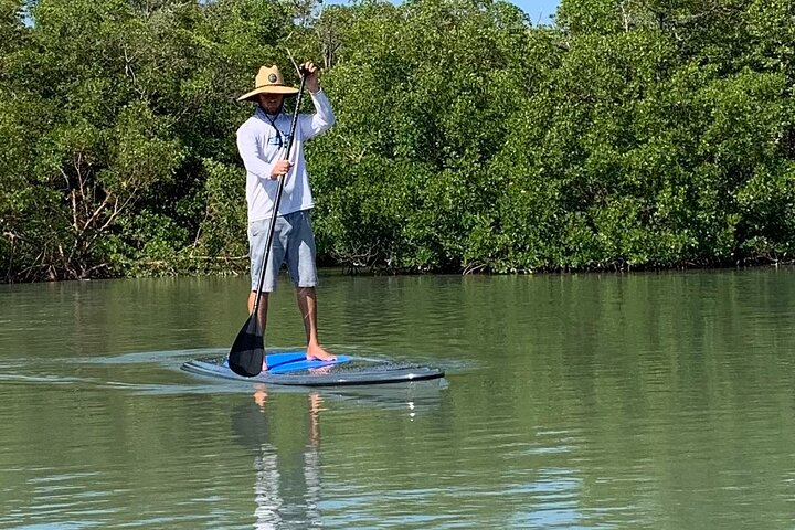Island Mangrove Tour by CLEAR Kayak and Paddleboard - Bonita Springs ...