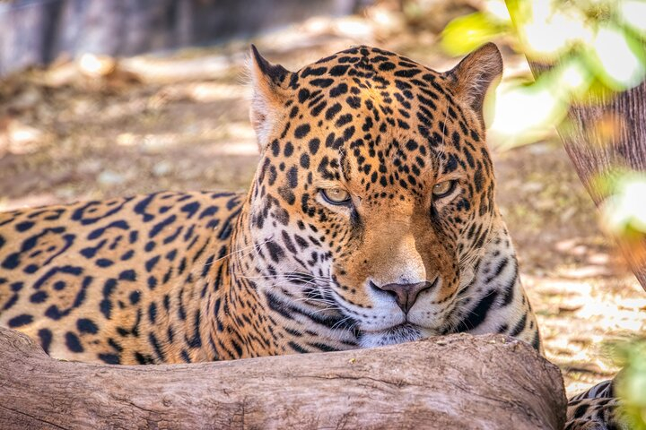 Phoenix Zoo Admission Ticket Harga Promo - tiket.com