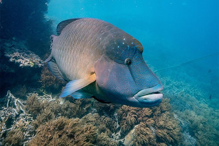 Heart Pontoon Great Barrier Reef Express Harga Tiket Promo - tiket.com