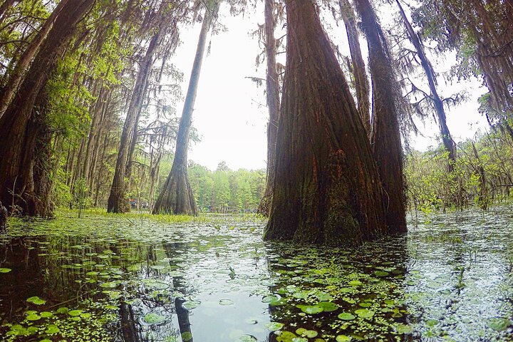 Tiket Miami: Everglades Swamp Boat Experience Harga Promo - tiket.com