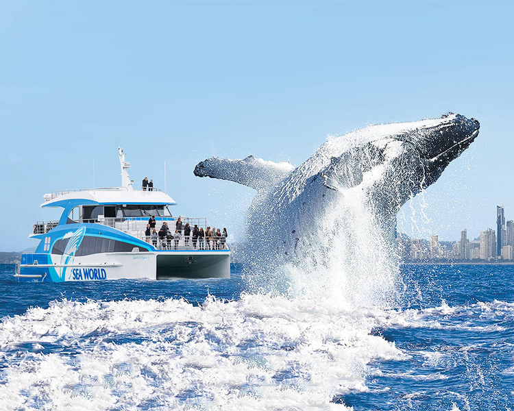 Tiket Sea World Whale Watching Cruise Harga Promo - tiket.com