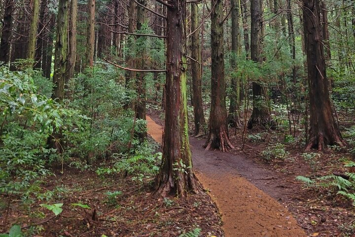 Tiket Jeju island Forest Tour with Jeju Namyang Travel Harga Promo - tiket.com