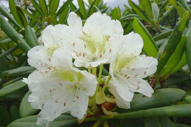 Tiket Oni oshi dashi Park Admission Ticket in Gunma Harga Promo - tiket.com