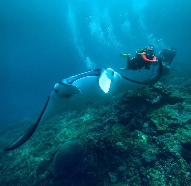 Tiket PADI Dive Courses by Bali Stingray Harga Promo - tiket.com