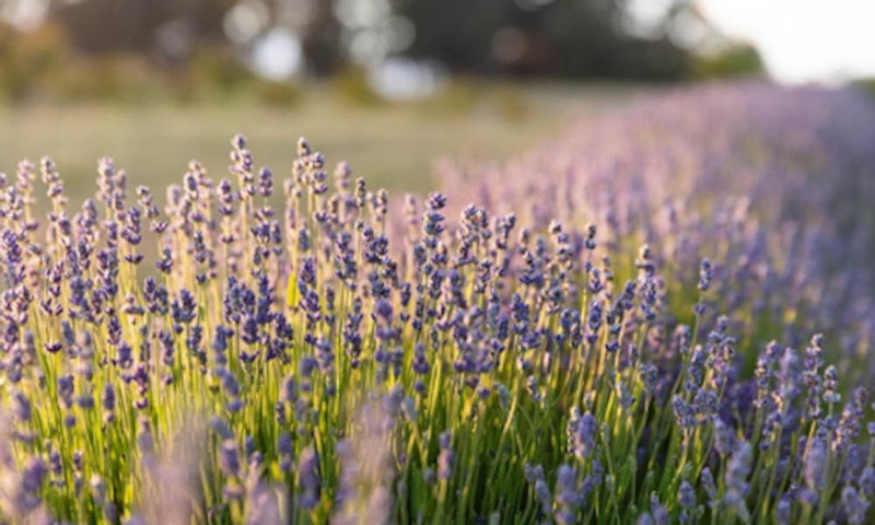 Tiket Jurlique Farm Tour Harga Promo - tiket.com