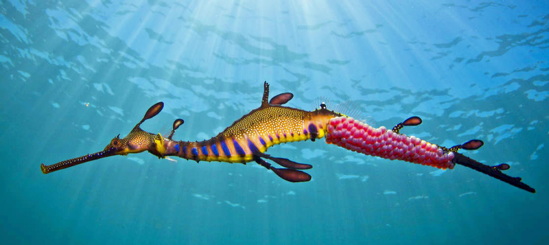 Tiket Scuba Diving Mornington Peninsula with Weedy Sea Dragons Harga ...