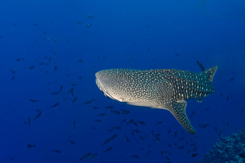 Tiket Sipalay Nitrox Discovery: EANx Course with PADI 5* Dive Center ...