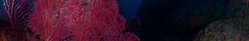 Tiket Unveiling Catania's Marine Treasures: Half-Day Dive with PADI ...