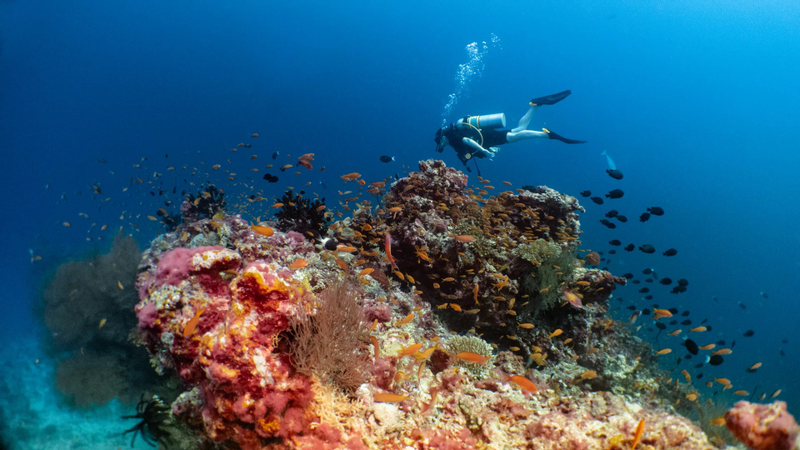 Tiket Dive Discovery: Exploring Baa Atoll's Depths with PADI 5* Center ...