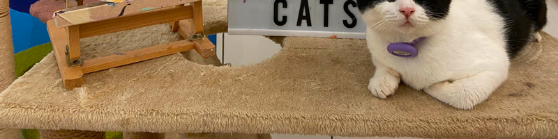 Tiket Art Jamming with Cats by Wildflower Studio Harga Promo - tiket.com