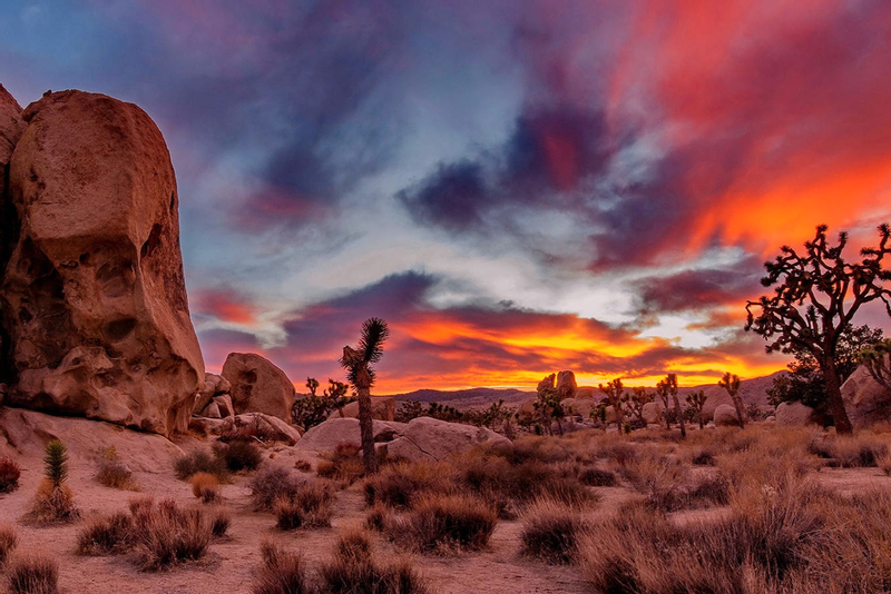 Get Ticket Joshua Tree National Park & Richard Nixon Library and Museum ...