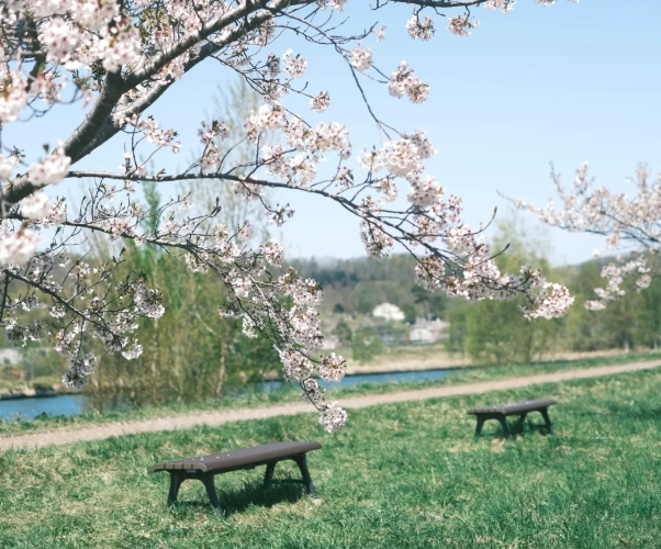 Tiket [Spring Only] Hokkaido Cherry Blossom Day Tour | Cape Kamui ...